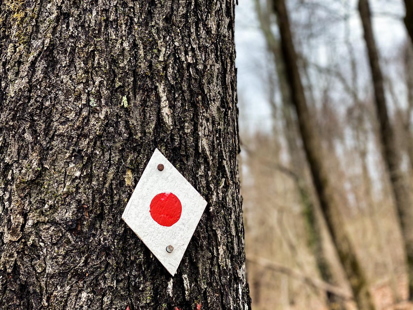 Giant City Red Cedar Trail Guide